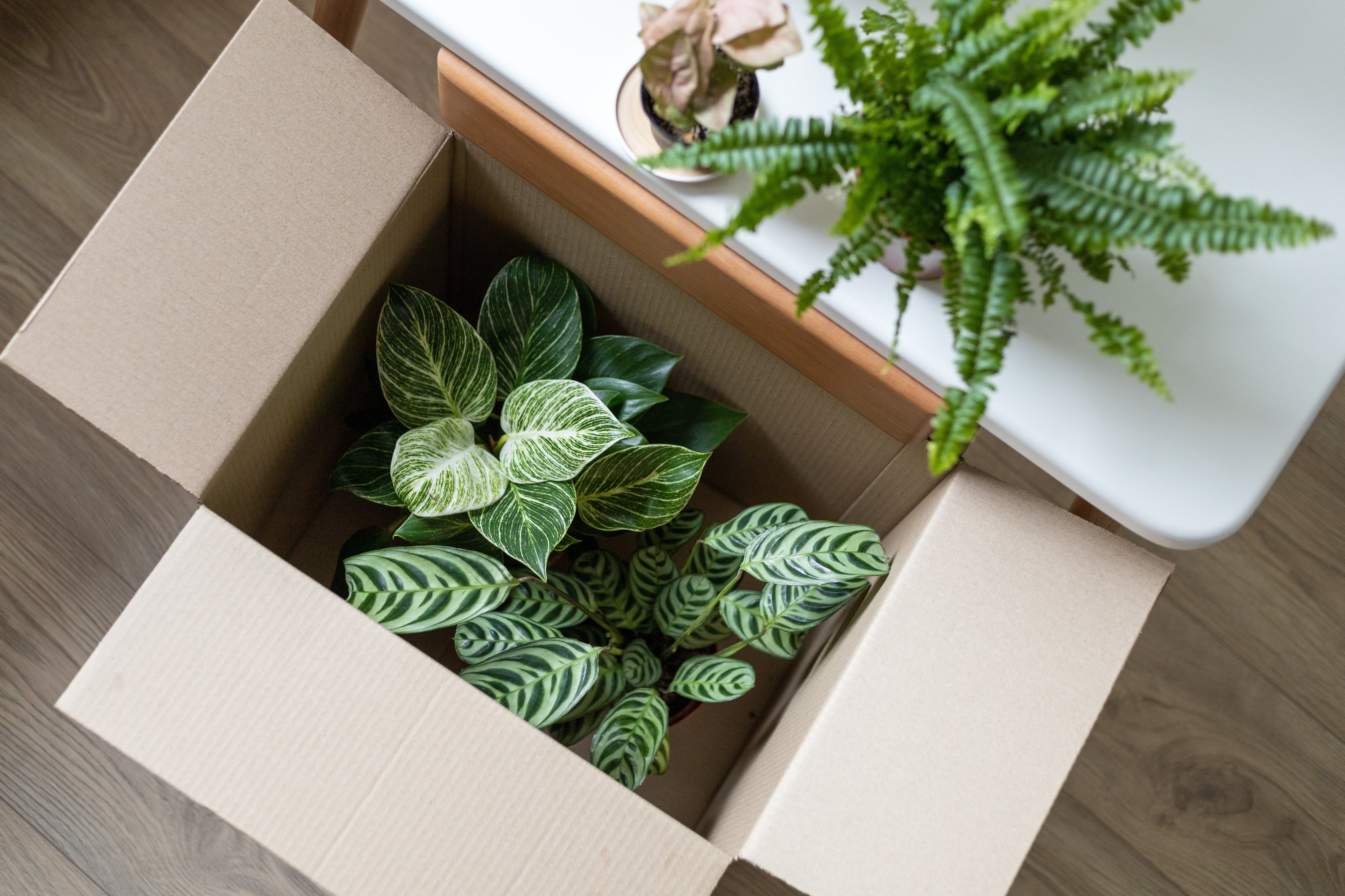 3 Top House Plant Subscriptions for Variety, Succulents, and Air Plants ...