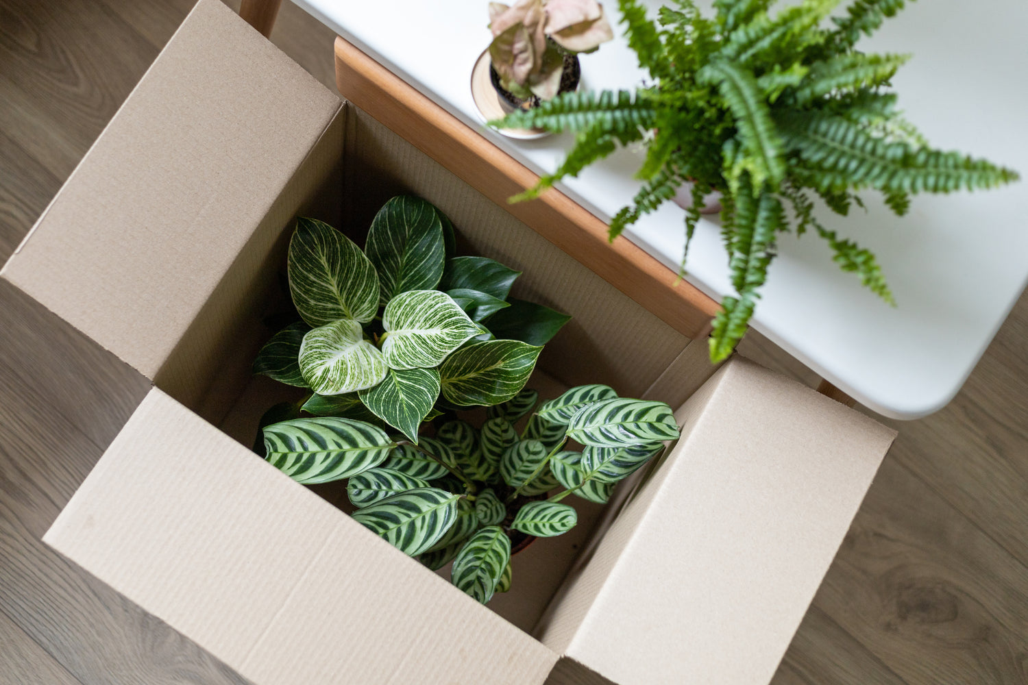 3 Top House Plant Subscriptions for Variety, Succulents, and Air Plants ...