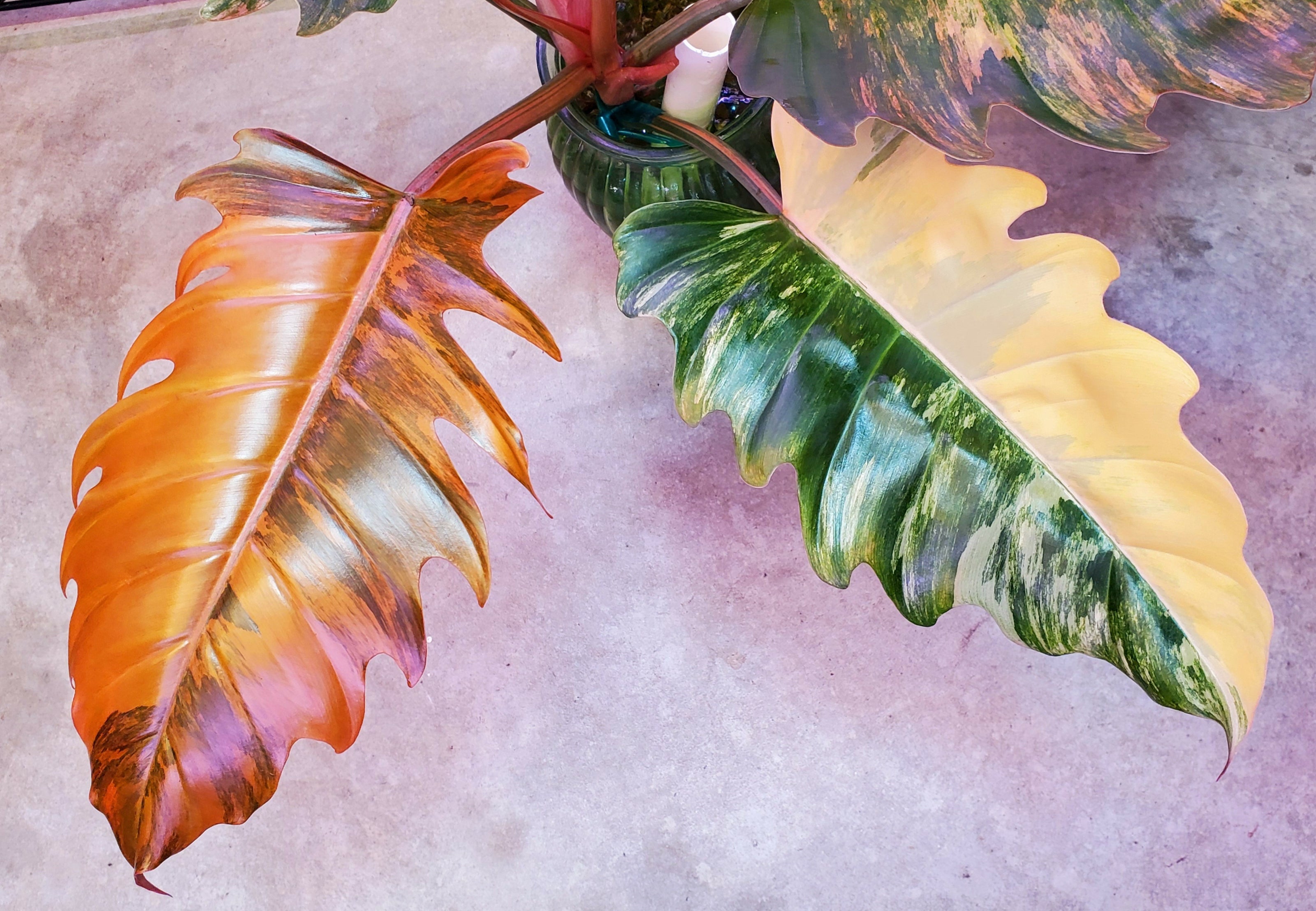Understanding Chimera Houseplants: A Scientific Exploration | The Plant ...