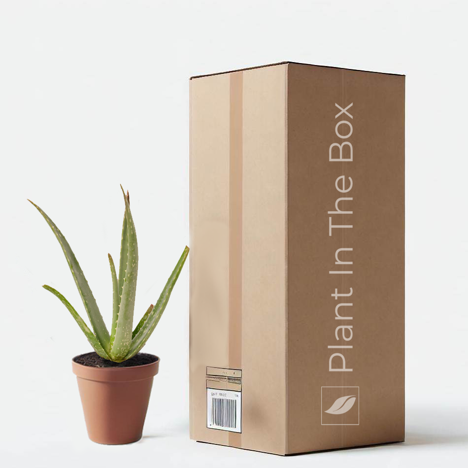 Aloe Vera | Send A Plant Gift Box - Plant In The Box