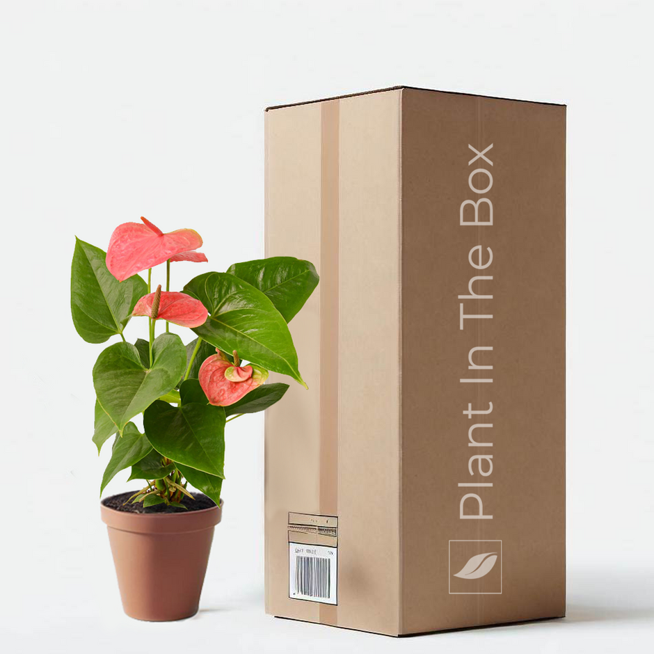 Shop All Houseplants | Plant In The Box - Gift A Plant