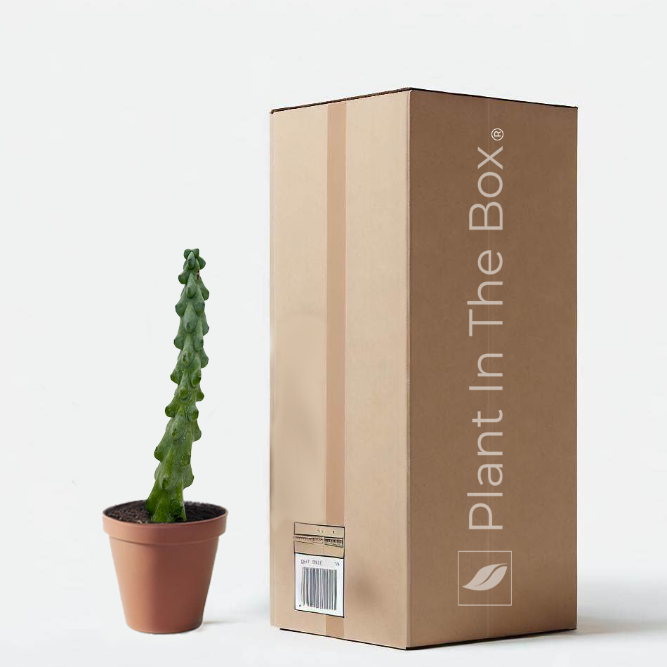 Boobie Cactus | Send A Plant Gift Box - Plant In The Box