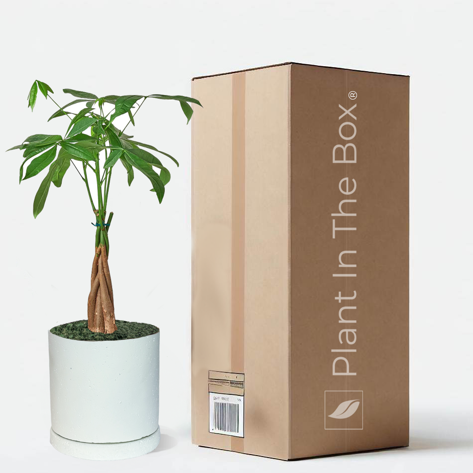 Perfectly Potted Houseplant Gift Box | Plant In The Box - Gift A Houseplant