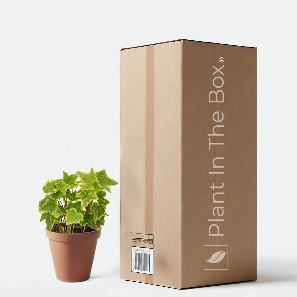 English Ivy 'Gold Child' | Send A Plant Gift Box - Plant In The Box