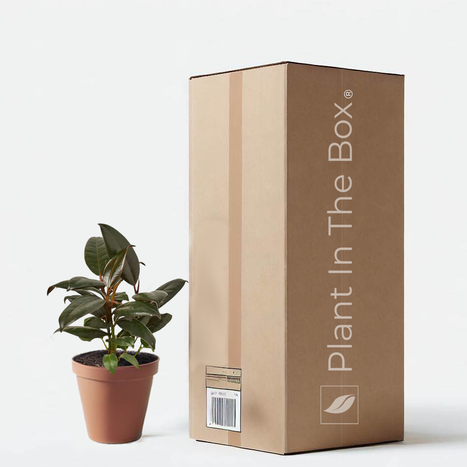 Ficus Elastica 'Burgundy' | Send A Plant Gift Box - Plant In The Box