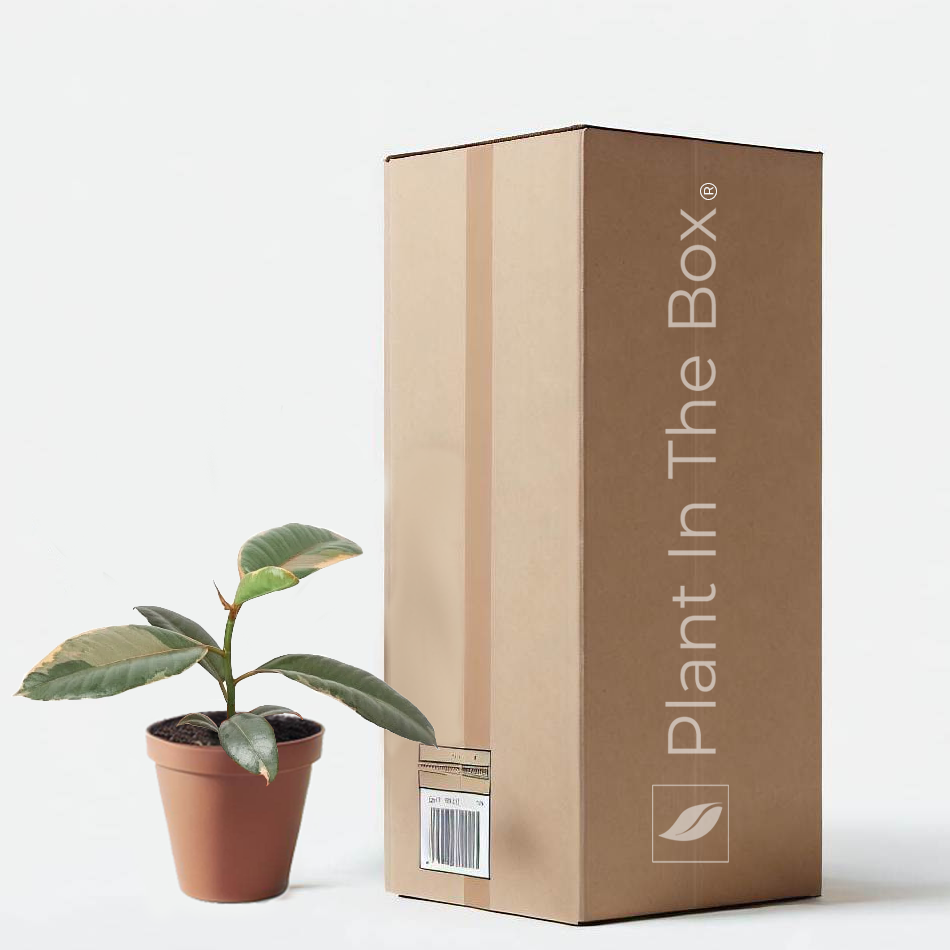 Ficus Elastica 'Ruby Pink' | Send A Plant Gift Box - Plant In The Box