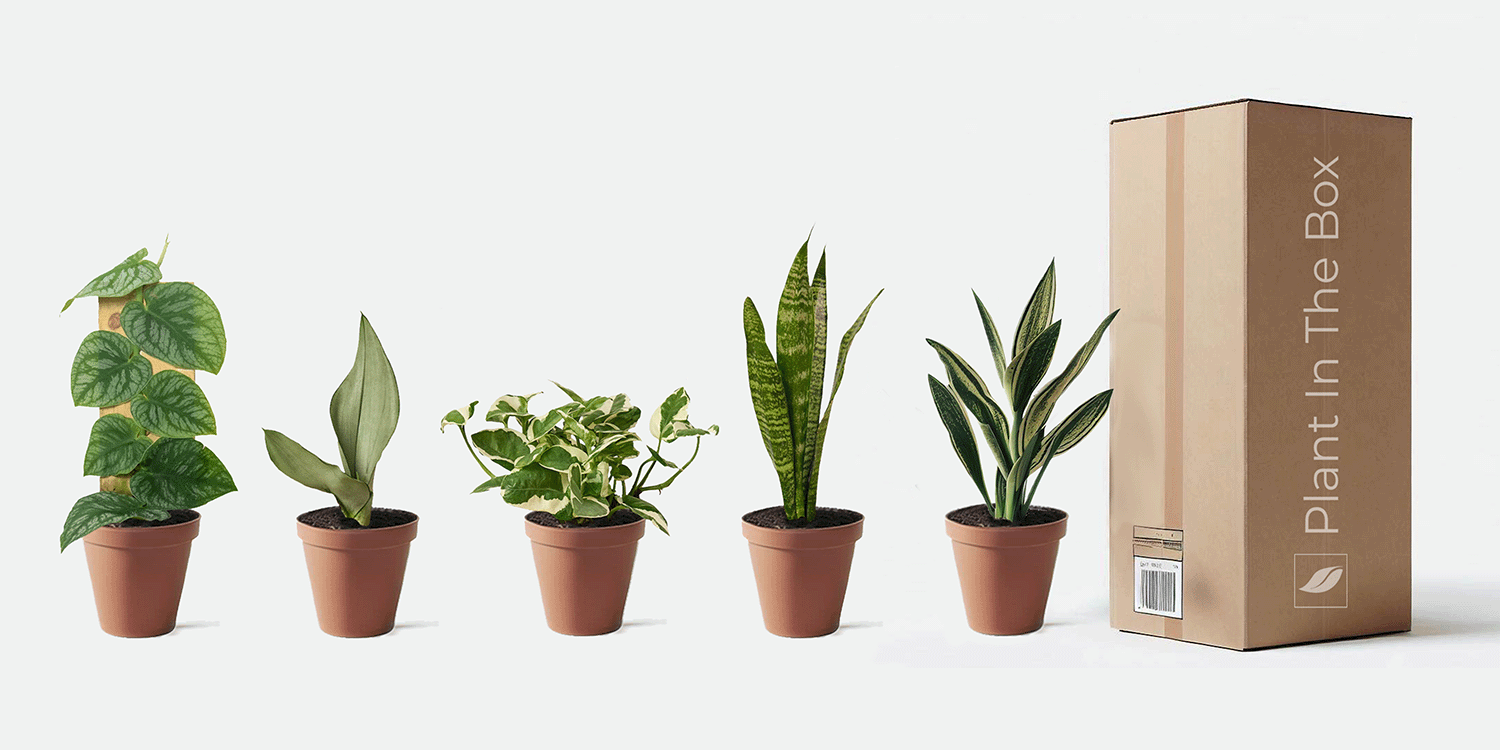 Plant In The Box® | Plant Subscription Boxes & Gifts For Plant Lovers
