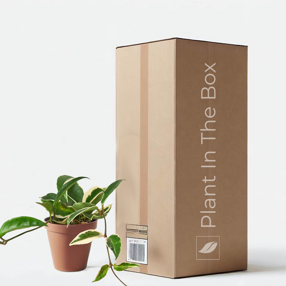 Hoya 'Krimson Queen' | Send A Plant Gift Box - Plant In The Box