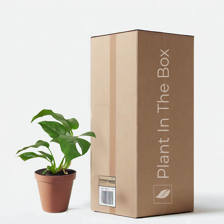 Mini Monstera | Send A Plant Gift Box - Plant In The Box