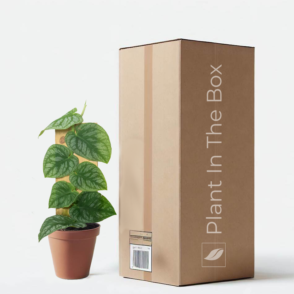 Monstera 'Dubia' Shingle Plant | Send A Plant Gift Box - Plant In The Box