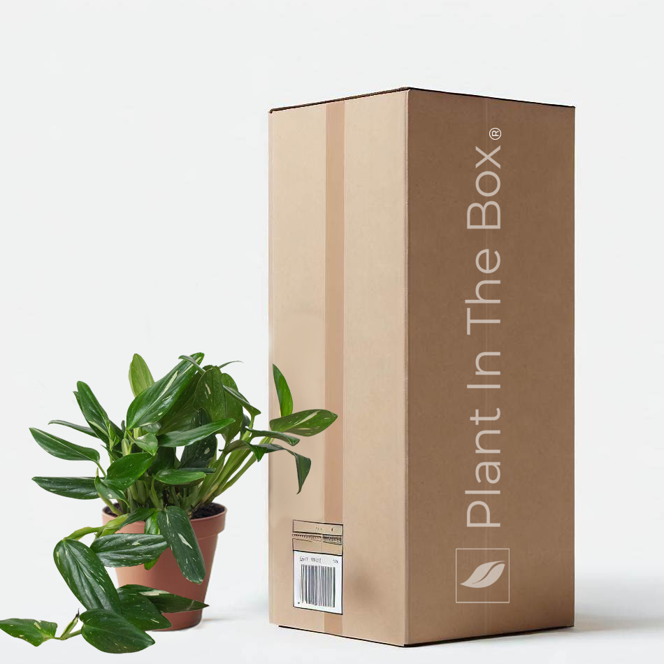 Monstera 'Standeleyana Albo Variegated' | Send A Plant Gift Box - Plant ...