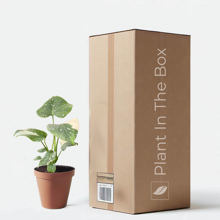Monstera 'Thai Constellation' | Send A Plant Gift Box - Plant In The Box