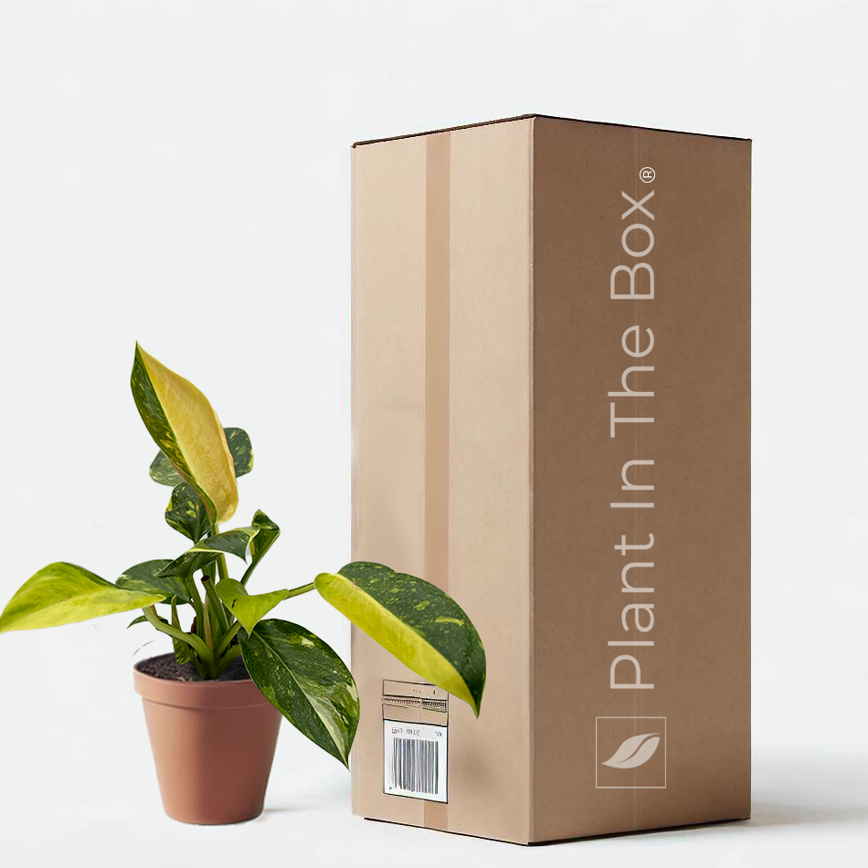 Philodendron 'Congo Nuclear' | Send A Plant Gift Box - Plant In The Box
