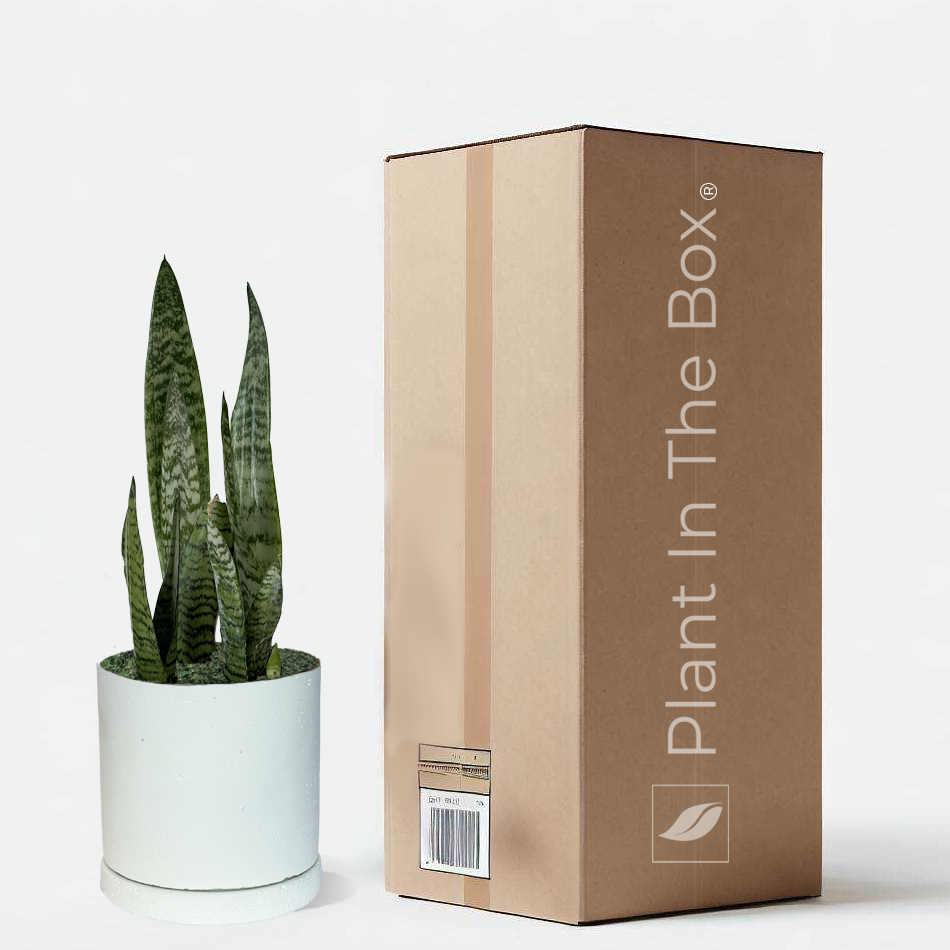 Perfectly Potted Houseplant Gift Box | Plant In The Box - Gift A Houseplant