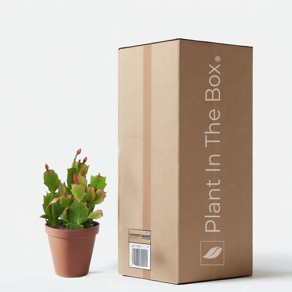 Zygocactus 'Christmas Cactus' | Send A Plant Gift Box - Plant In The Box