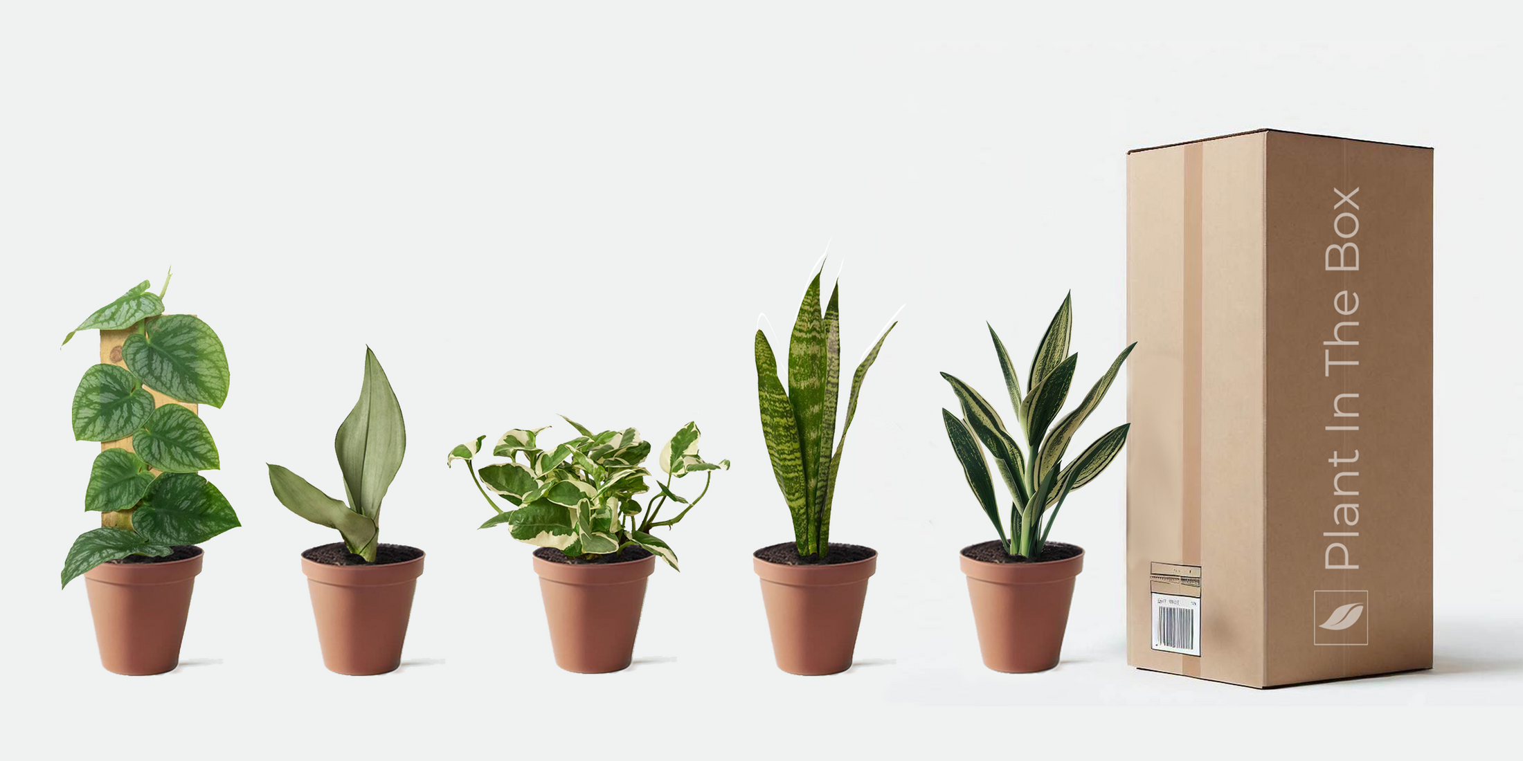 Shop All Plants, Gifts & Subscriptions | Plant In The Box®